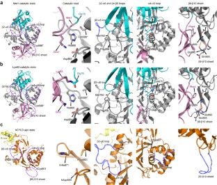 Structures of CYLD USP with Met1- or Lys63-linked diubiquitin reveal ...