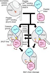 Structures of CYLD USP with Met1- or Lys63-linked diubiquitin reveal ...