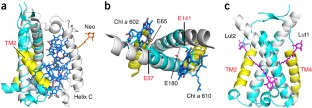 Crystal structures of the PsbS protein essential for photoprotection in ...