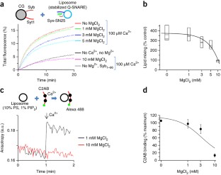 Synaptotagmin-1 binds to PIP 2 -containing membrane but not to SNAREs at physiological ionic ...