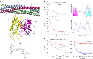 Synaptotagmin-1 binds to PIP 2 -containing membrane but not to SNAREs at physiological ionic ...