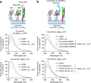 Synaptotagmin-1 binds to PIP 2 -containing membrane but not to SNAREs at physiological ionic ...