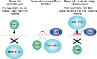 R loops regulate promoter-proximal chromatin architecture and cellular ...