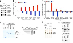 A U1 snRNP–specific assembly pathway reveals the SMN complex as a ...