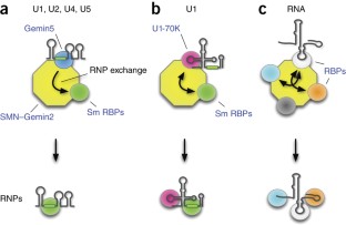 A U1 snRNP–specific assembly pathway reveals the SMN complex as a ...