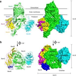 Structure of the BAM complex and its implications for biogenesis of ...