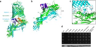 Structure of the BAM complex and its implications for biogenesis of ...