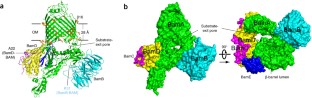 Structure of the BAM complex and its implications for biogenesis of ...
