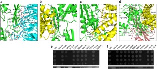 Structure of the BAM complex and its implications for biogenesis of ...