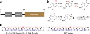 Structures of human ADAR2 bound to dsRNA reveal base-flipping mechanism ...