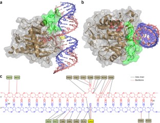Structures of human ADAR2 bound to dsRNA reveal base-flipping mechanism ...