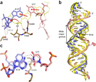 Structures of human ADAR2 bound to dsRNA reveal base-flipping mechanism ...