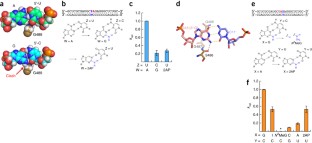 Structures of human ADAR2 bound to dsRNA reveal base-flipping mechanism ...