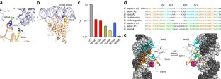 Structures of human ADAR2 bound to dsRNA reveal base-flipping mechanism ...