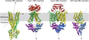 Mechanistic diversity in ATP-binding cassette (ABC) transporters | Nature Structural & Molecular ...