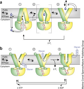 Mechanistic diversity in ATP-binding cassette (ABC) transporters | Nature Structural & Molecular ...