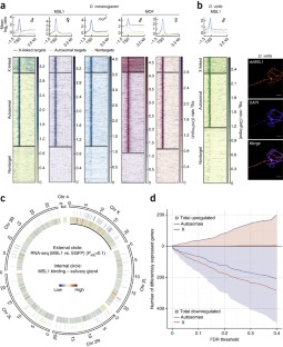 Functional interplay between MSL1 and CDK7 controls RNA polymerase II ...