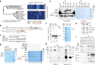 Functional interplay between MSL1 and CDK7 controls RNA polymerase II ...