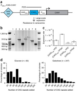 The role of break-induced replication in large-scale expansions of (CAG ...
