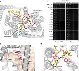 Crystal structure of the MOP flippase MurJ in an inward-facing ...