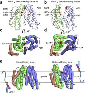 Crystal structure of the MOP flippase MurJ in an inward-facing ...