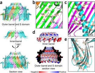 Structural insights into the secretin translocation channel in the type ...