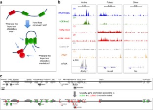 Active and poised promoter states drive folding of the extended HoxB ...