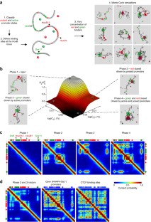 Active and poised promoter states drive folding of the extended HoxB ...