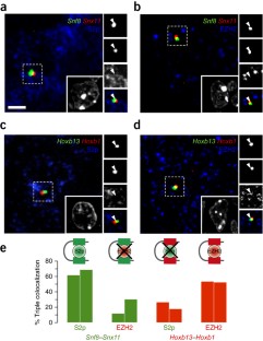Active and poised promoter states drive folding of the extended HoxB ...
