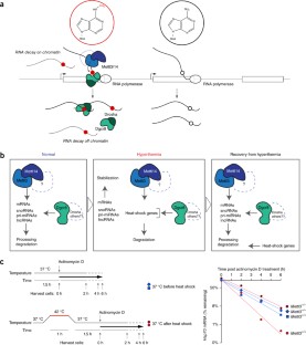 RNA fate determination through cotranscriptional adenosine methylation ...