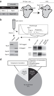 Rps26 directs mRNA-specific translation by recognition of Kozak ...