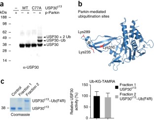 Mechanism and regulation of the Lys6-selective deubiquitinase USP30 ...