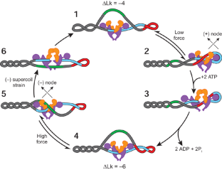Under DNA stress, gyrase makes the sign of the cross | Nature ...