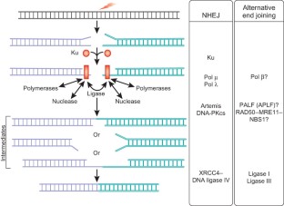NHEJ and its backup pathways in chromosomal translocations | Nature ...