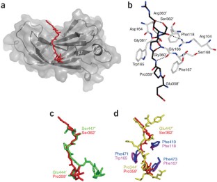 Molecular recognition of p53 and MDM2 by USP7/HAUSP | Nature Structural ...