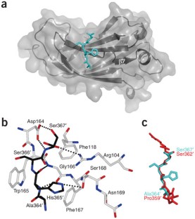 Molecular recognition of p53 and MDM2 by USP7/HAUSP | Nature Structural ...
