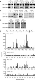 Molecular recognition of p53 and MDM2 by USP7/HAUSP | Nature Structural ...