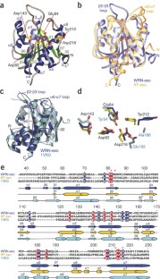 WRN exonuclease structure and molecular mechanism imply an editing role ...