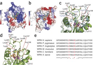 WRN exonuclease structure and molecular mechanism imply an editing role ...