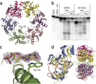 WRN exonuclease structure and molecular mechanism imply an editing role ...