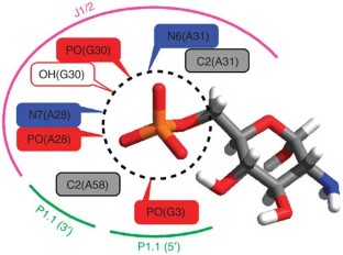 Backbone and nucleobase contacts to glucosamine-6-phosphate in the glmS ...