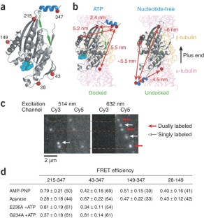 Single-molecule observations of neck linker conformational changes in ...