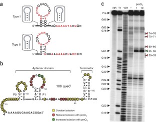 A riboswitch selective for the queuosine precursor preQ1 contains an ...