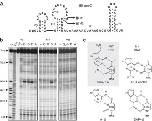 A riboswitch selective for the queuosine precursor preQ1 contains an ...