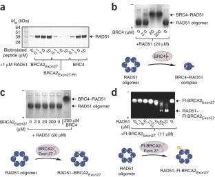 Interaction with the BRCA2 C terminus protects RAD51–DNA filaments from ...