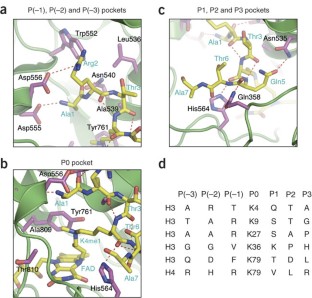Structural basis of histone demethylation by LSD1 revealed by suicide ...