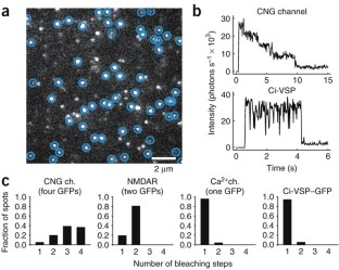 Subunit organization and functional transitions in Ci-VSP | Nature ...