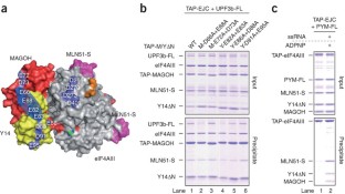 NMD factors UPF2 and UPF3 bridge UPF1 to the exon junction complex and ...