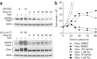 Pot1 and cell cycle progression cooperate in telomere length regulation ...