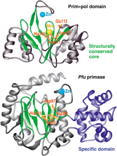 Structure of a bifunctional DNA primase-polymerase | Nature Structural ...